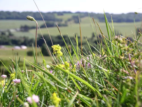UK Habitat Classification (UKHab) Training Courses (2.0) | Kent ...