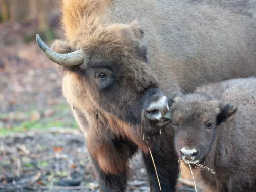 Wilder Blean Project | Kent Wildlife Trust