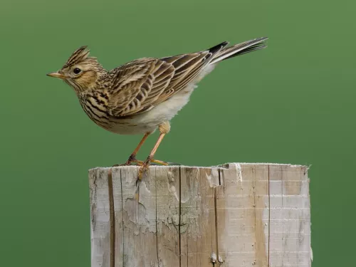Birds | Kent Wildlife Trust