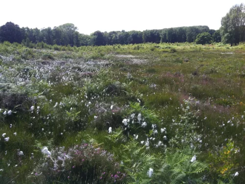 Precious Peatlands at Hothfield Heathlands | Kent Wildlife Trust