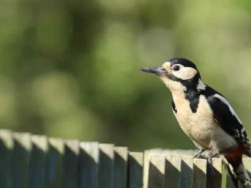 Birds | Kent Wildlife Trust