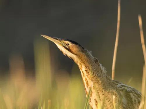 Birds | Kent Wildlife Trust