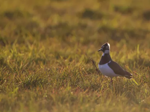Birds | Kent Wildlife Trust