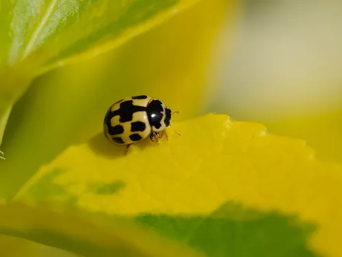The UK's ladybird species | Kent Wildlife Trust
