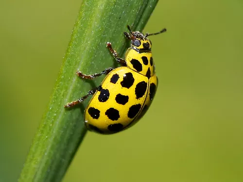 The UK's ladybird species | Kent Wildlife Trust