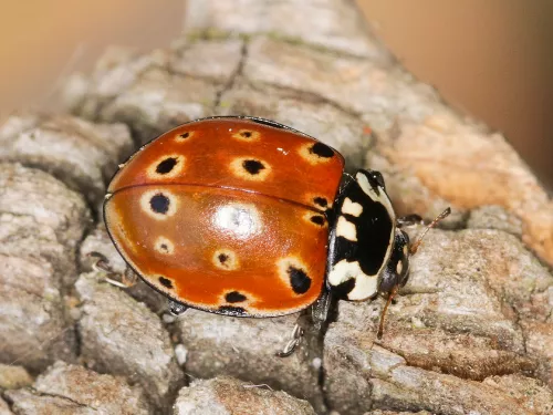 The UK's ladybird species | Kent Wildlife Trust