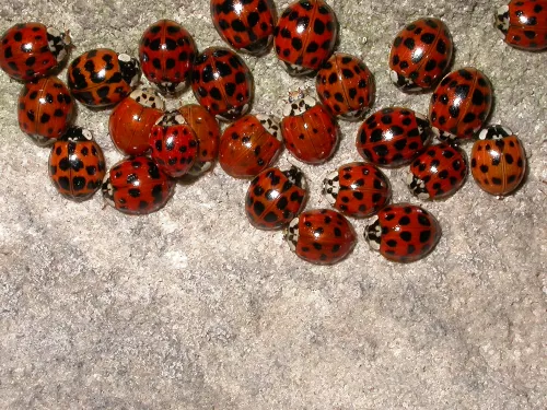 The UK's ladybird species | Kent Wildlife Trust