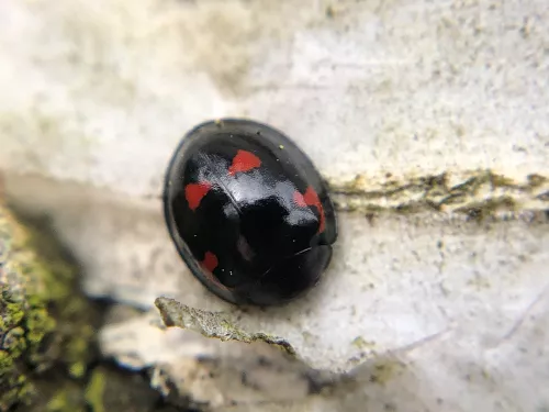The UK's ladybird species | Kent Wildlife Trust