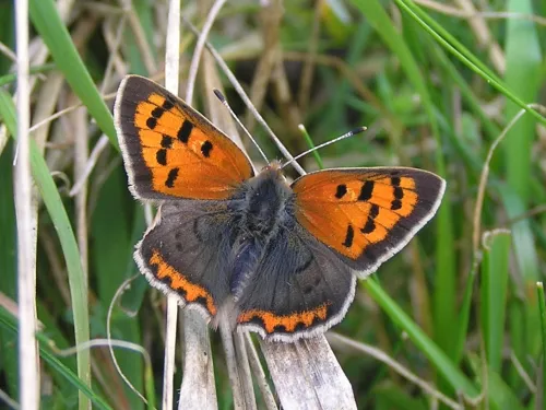 Hothfield Heathlands | Kent Wildlife Trust