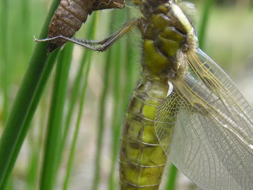 Hothfield Heathlands | Kent Wildlife Trust