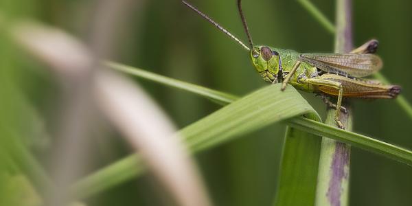 field crickets uk