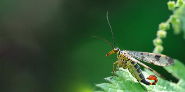 scorpion fly mating